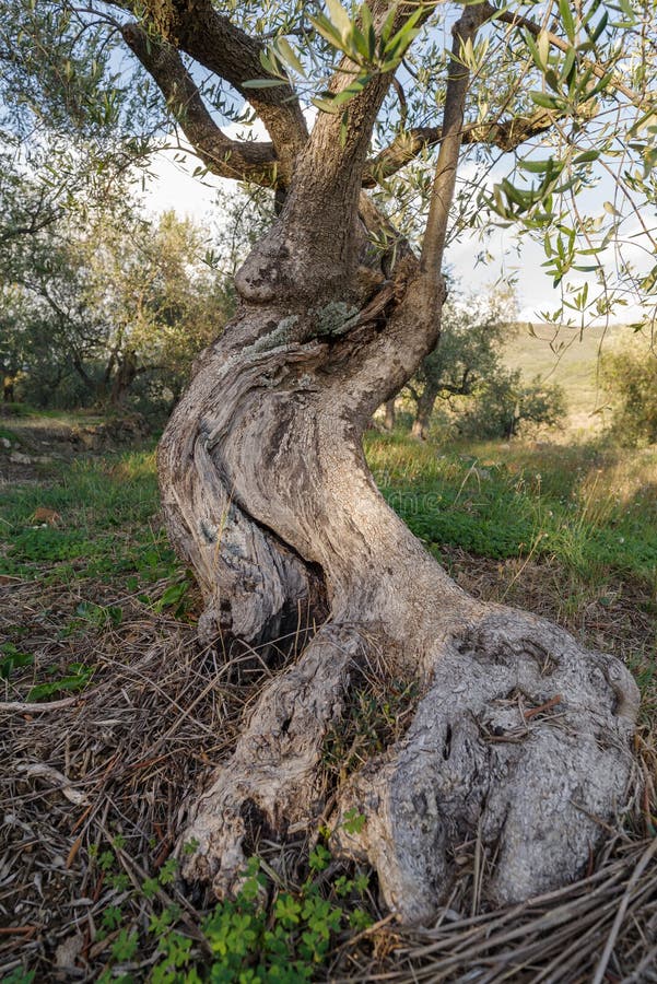 Vieux olivier photo stock. Image du cordon, rural, scène - 260964706