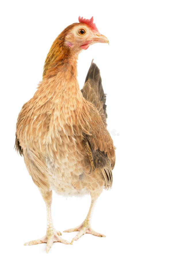 Poule De Poulet D'Orpington Photo stock - Image du femelle, bronze ...