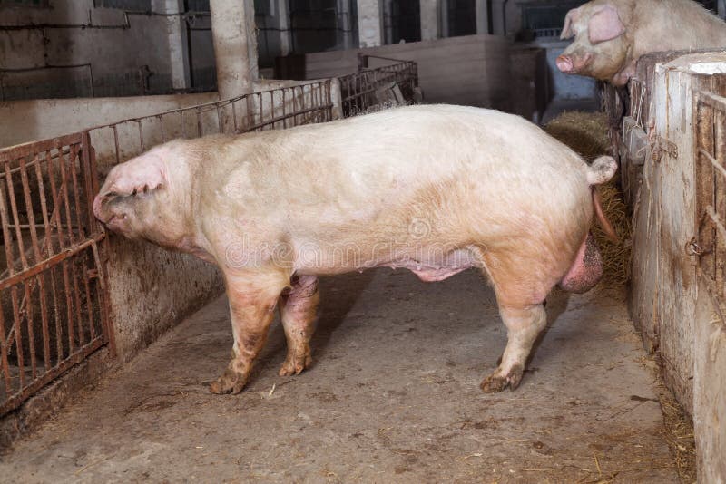 Vieux verrat photo stock. Image du bétail, porc, multiplication - 30357410