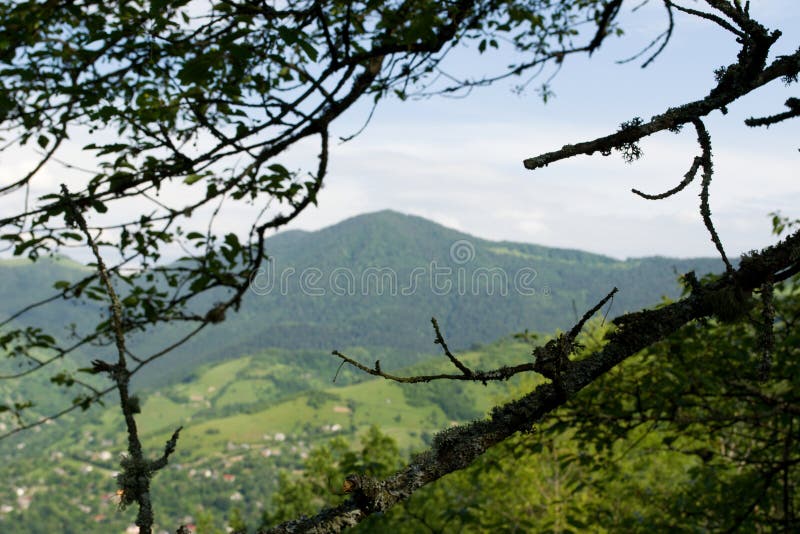 Viev from top stock image. Image of viev, grass, alley - 124435723