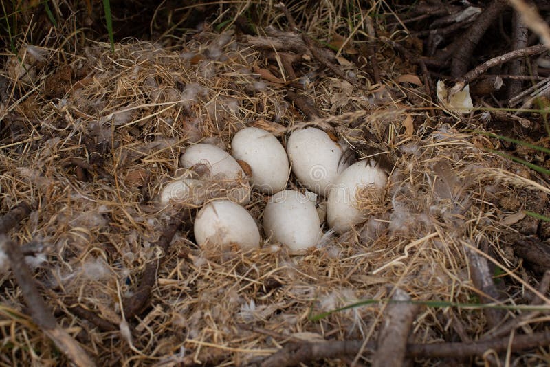 View of an Abandoned Goose Nest with Seven Intact Eggs Stock Image ...