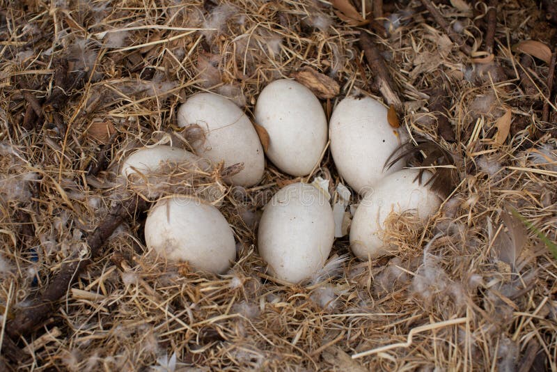 View of an Abandoned Goose Nest with Seven Intact Eggs Stock Image ...