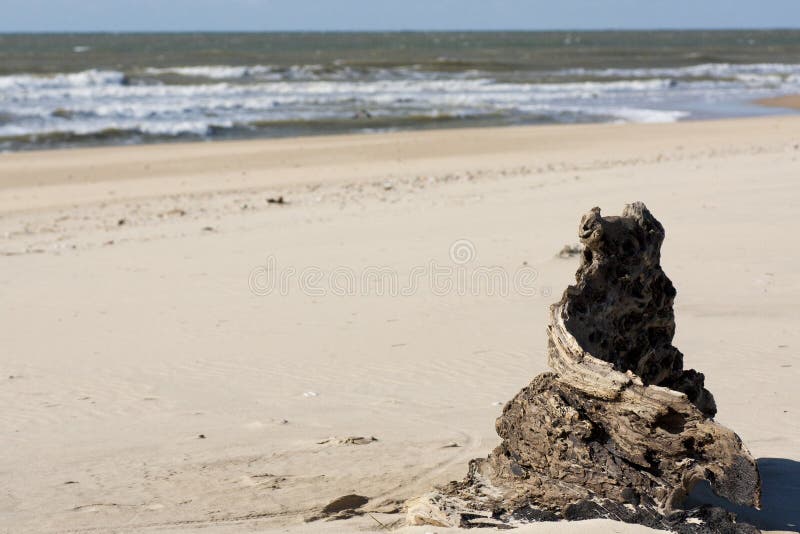 Stump on the beach stock image. Image of driftwood, branch - 105956855