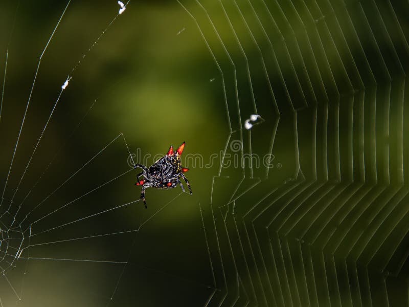 Spinybacked Spider Spinning Her Web Stock Photo - Image of carapace ...