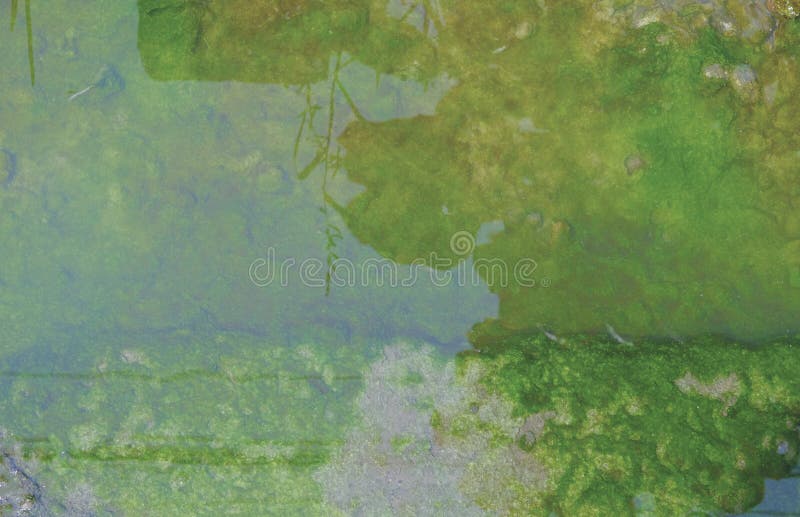 View of Algae and Moss on Concrete Pavement through Water Puddle ...