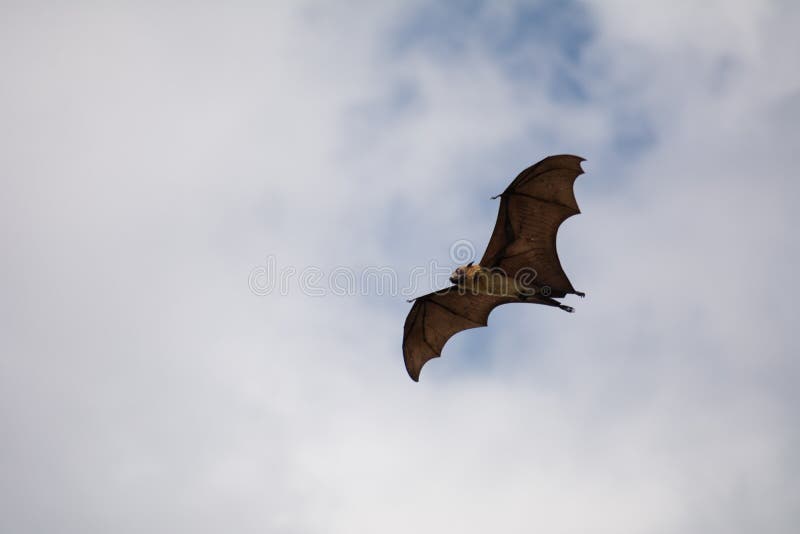 View from Below of a Black Flying-foxes Pteropus Alecto Flying in Sri ...