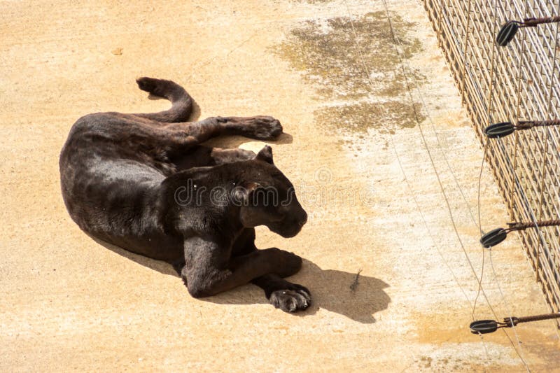 View from Above of a Black Panther Resting in the Sun in a Natural Park ...