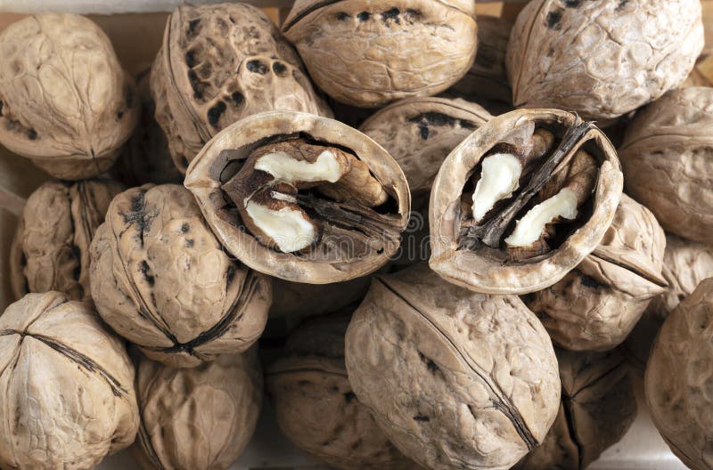 Two Common Walnuts in Growth Attached To Single Branch with Visible ...
