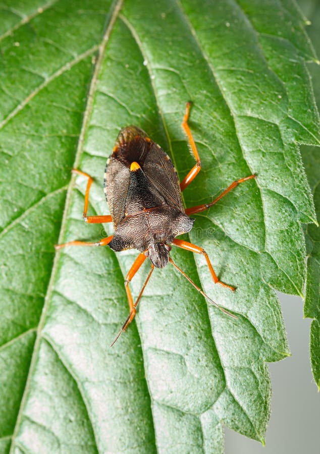 Top View of Red-legged Shield-bug on Leaf Stock Photo - Image of summer ...