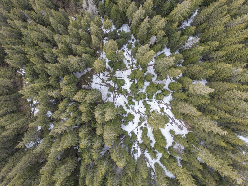 View from Above of a Green Forest Spruce Trees with White Snow on the ...