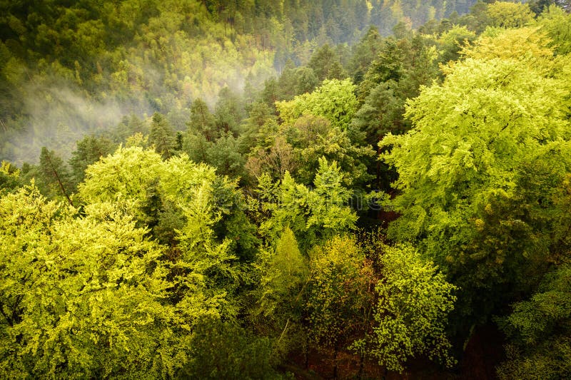 View from Above of a Green Large Forest with Stock Image - Image of ...