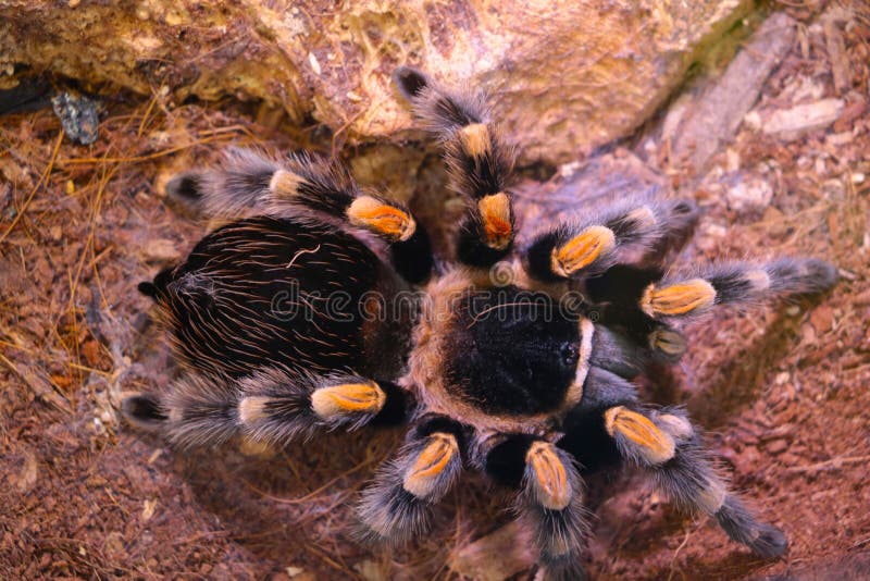 View from Above on a Large Beautiful Spider, Predator. Stock Photo ...