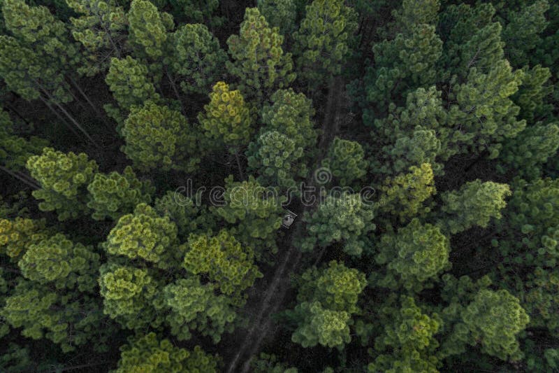 View from Above of a Path, Road in Pine Tree Forest Stock Photo - Image ...
