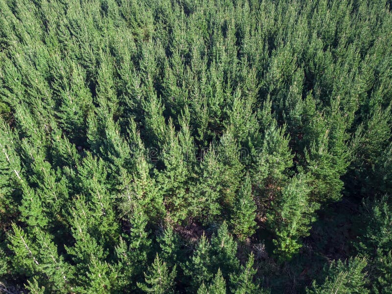 Pine Tree Farm Aerial stock image. Image of plant, outdoor - 120149459