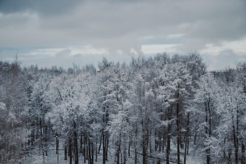 Snowy Forest on a Cloudy Winter Day Stock Photo - Image of cool, blue ...
