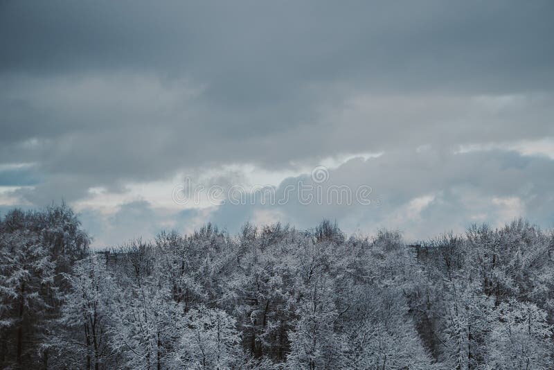 Snowy Forest on a Cloudy Winter Day Stock Image - Image of cool, outdoor: 164682599