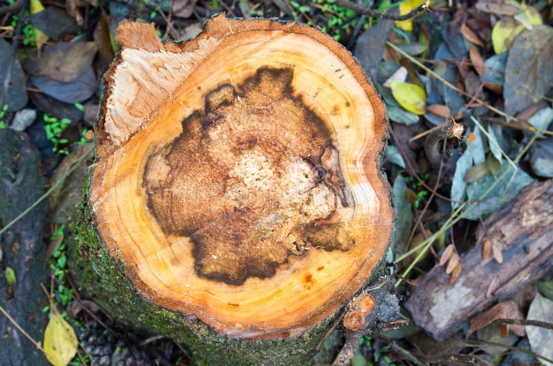 View from Above on the Surface of a Fresh Cut Tree Stump Stock Image ...