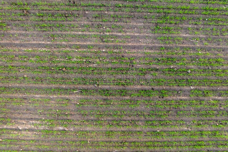 View from Above on Surface with Young Wheat, Rye, Barley, Thirds, Oats ...