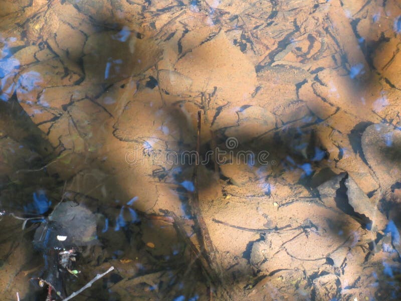 View from Above of the Swamp Muddy Bottom through Its Clear Water ...