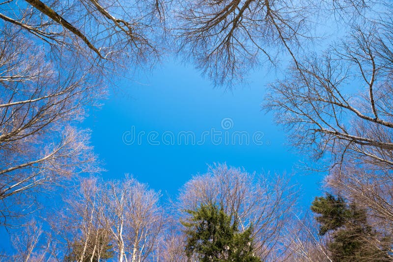 View Above To the Crowns of Bare-faced Trees, Blue Sky in the Middle ...