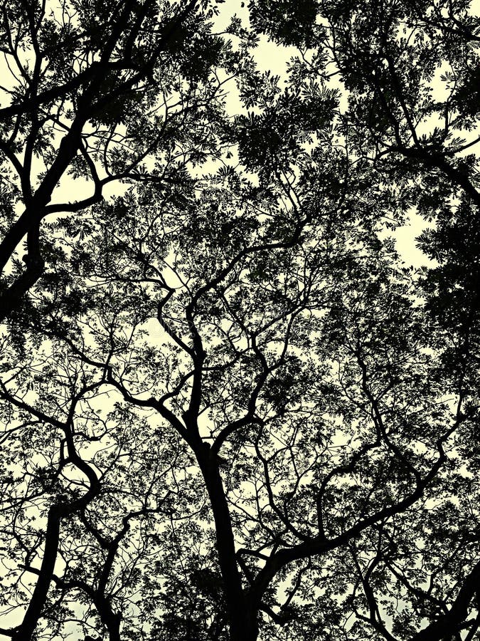 View above tree editorial stock photo. Image of view - 43935358