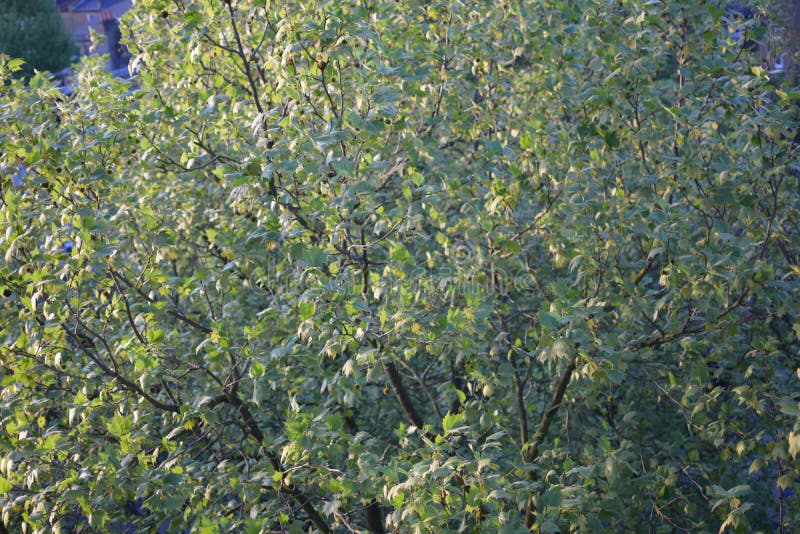 View from above a tree stock image. Image of trees, view - 107677569
