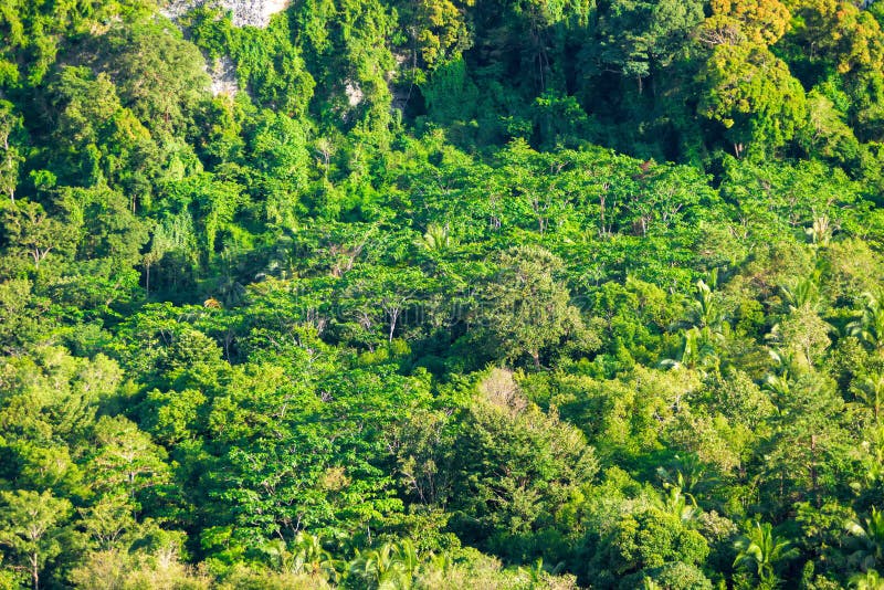 A View from Above on a Tropical Forest that Grows Stock Image - Image ...