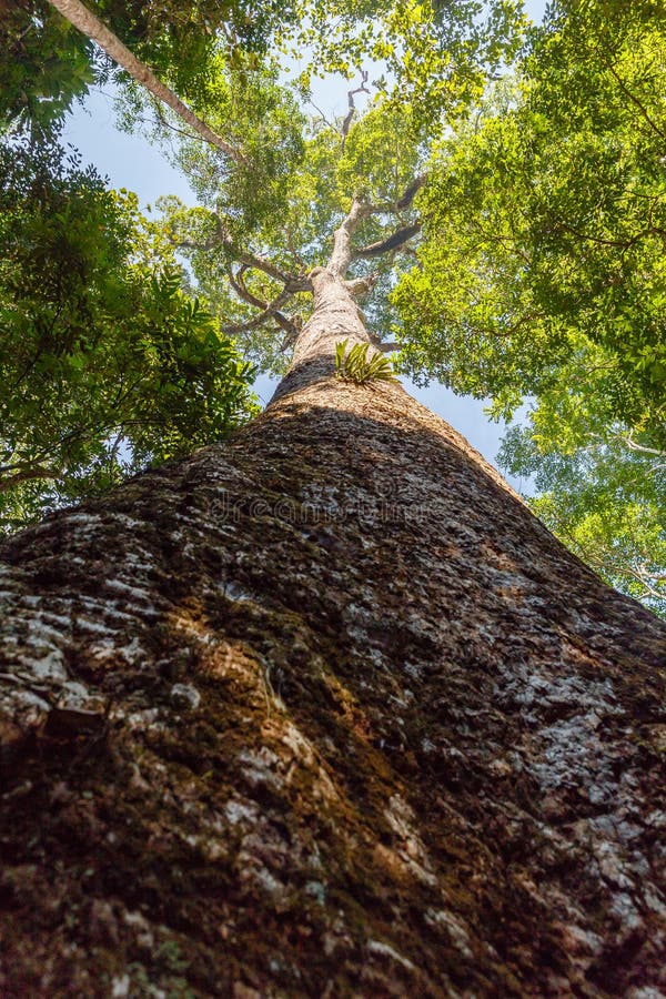 View Above from Under the Tree Branches Stock Photo - Image of tree ...