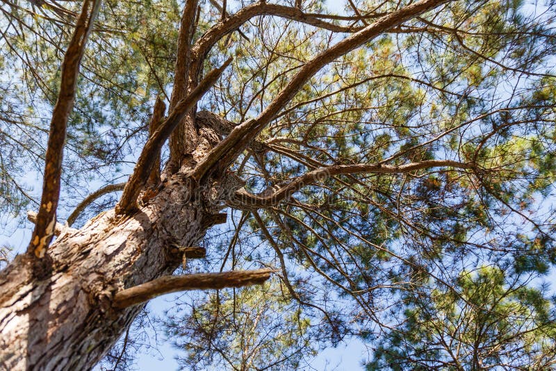 View Above from Under the Tree Branches Stock Image - Image of branch ...