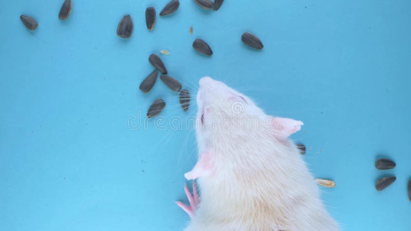Close-up Rat Eating Corn Near Red Pumkin Inside of Pantry. Stock Image ...