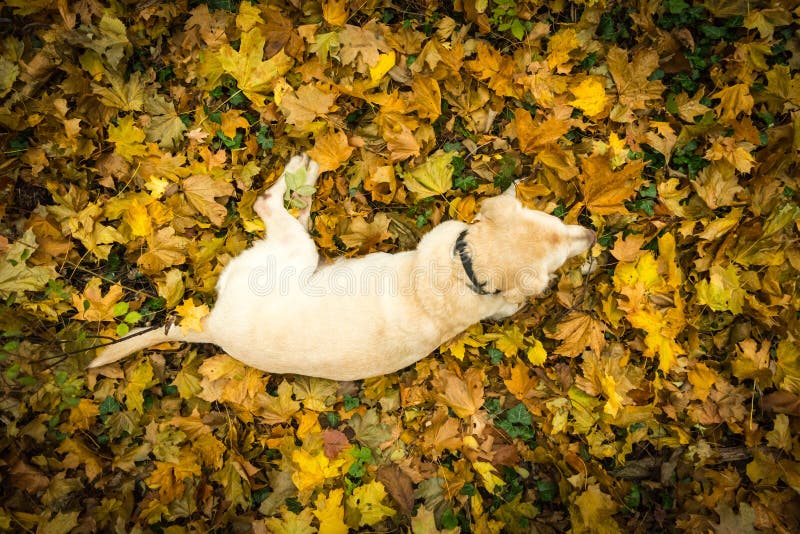 View from Above at the Yellow Labrador Retriever Stock Image - Image of ...
