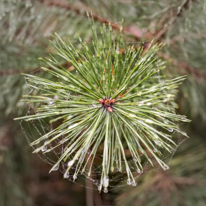 View from Above on a Young Shoot a Pine Tree with Dew Drops Stock Photo ...