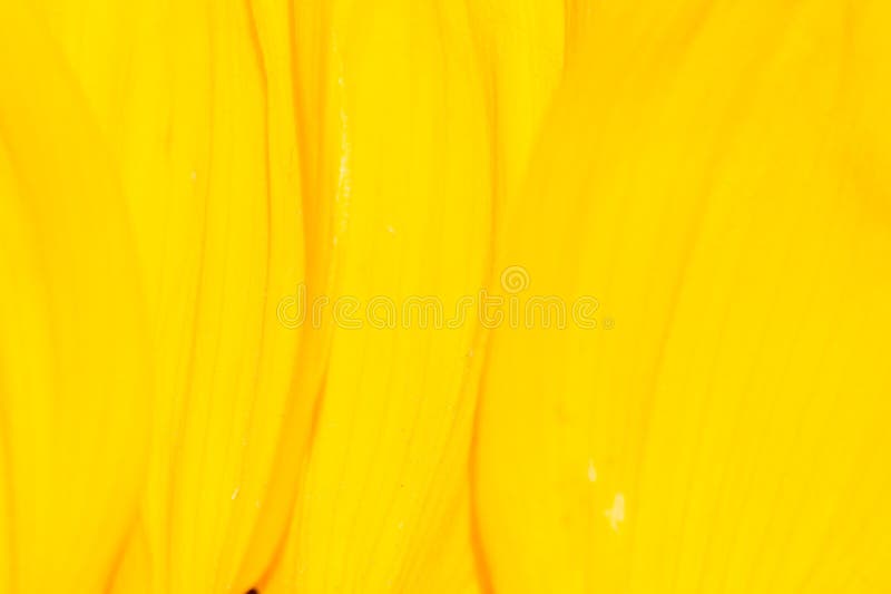 Abstract Intense Yellow Color Orange Curve Lines Background Stock Image ...