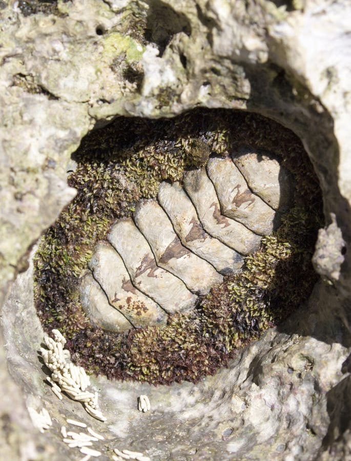 View of a Acanthopleura Granulata Stock Photo - Image of shell, mollusk ...