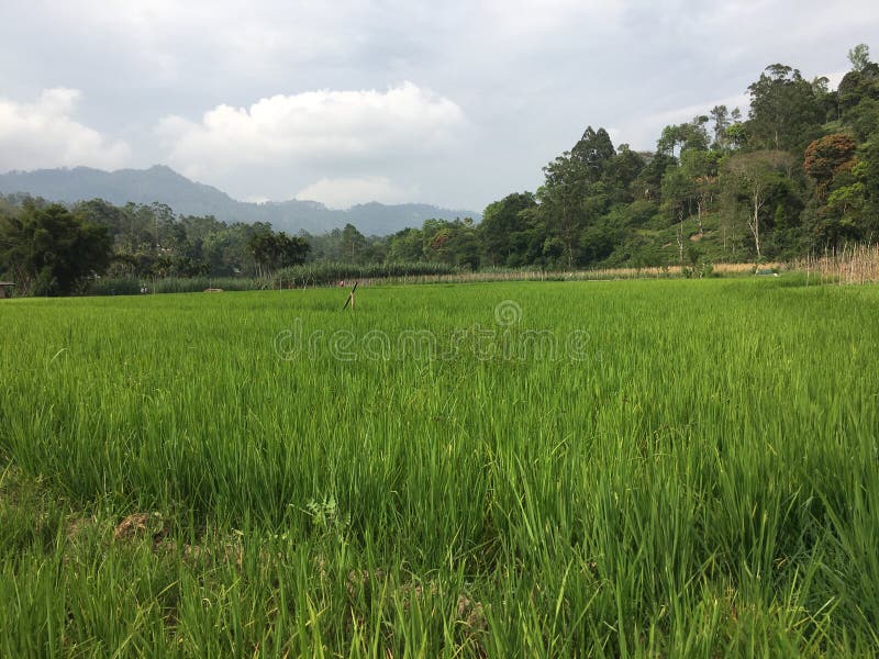 A View Across a Rice Paddy Field at , Sri Lanka Stock Image - Image of ...