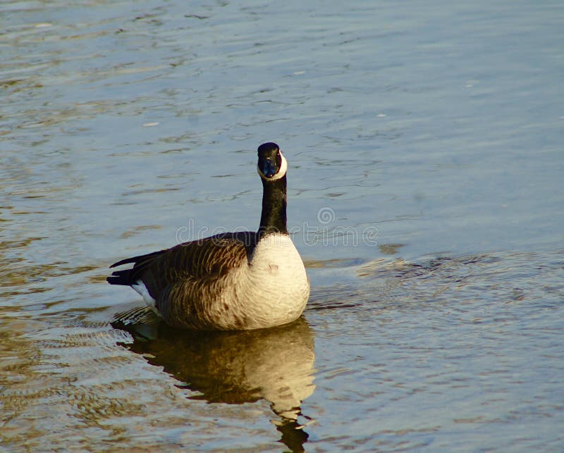View of an Adult Canadian Goose Stock Image - Image of canadian, black ...