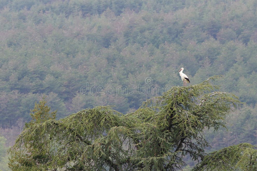 View from afar stock image. Image of bird, jungle, mountain - 375635821