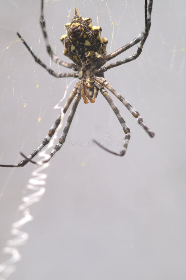 View of African Garden Orb Web Spider`s Underside Stock Photo - Image ...