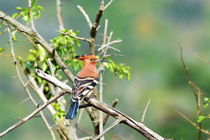 African Hoopoe stock photo. Image of spectacular, hoopoe - 108769532