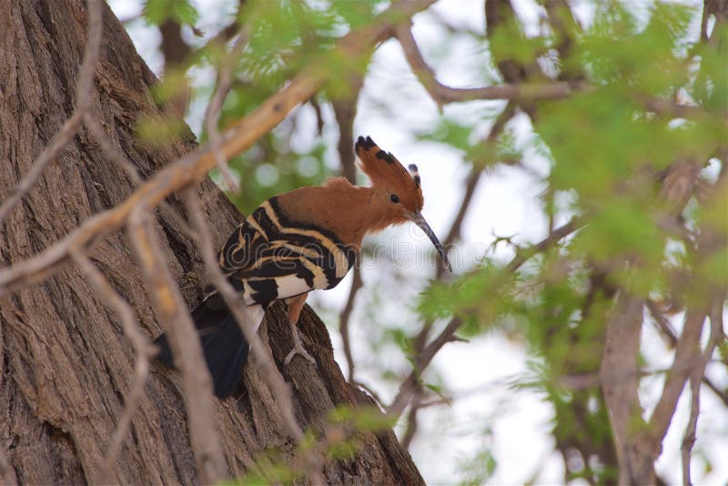 African Hoopoe stock photo. Image of organism, mammal - 108774790