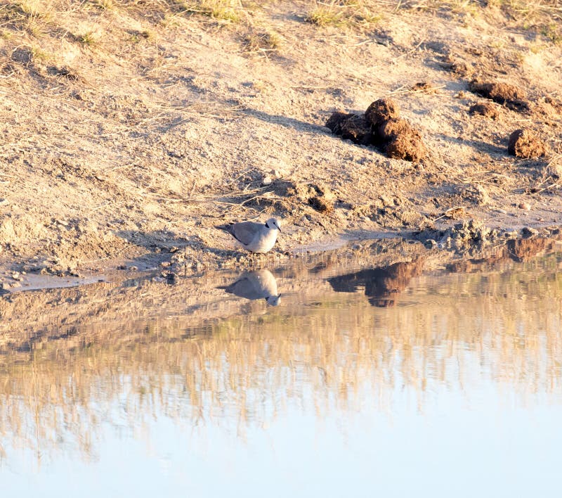 View of a African Mourning Dove Stock Photo - Image of standing, water ...