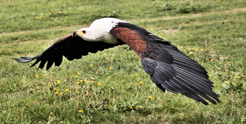 A View of an African Sea Eagle Stock Photo - Image of flight, african ...