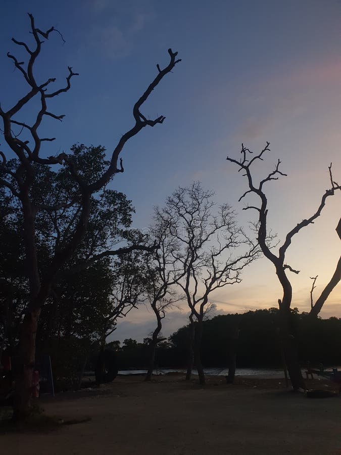 View in the Afternoon on the Beach with Dry Trees and Beautiful Skies ...