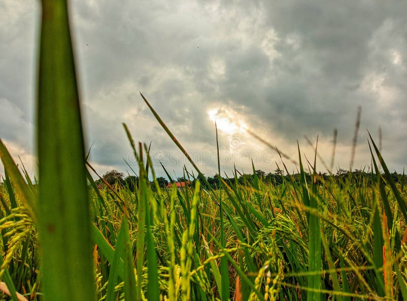 The View in the Afternoon in the Middle of the Rice Fields with a ...