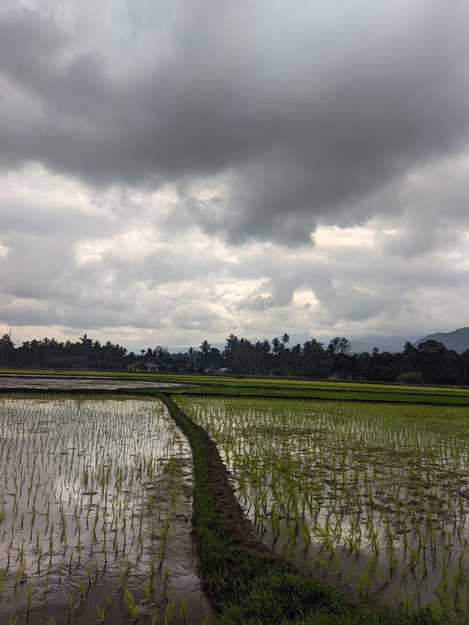 View in the Afternoon in the Rice Fields Stock Photo - Image of ...