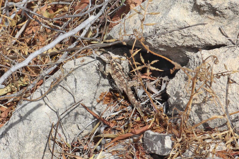 View of Agama-gardun or Stellion - the Largest Lizard in Cyprus Stock ...