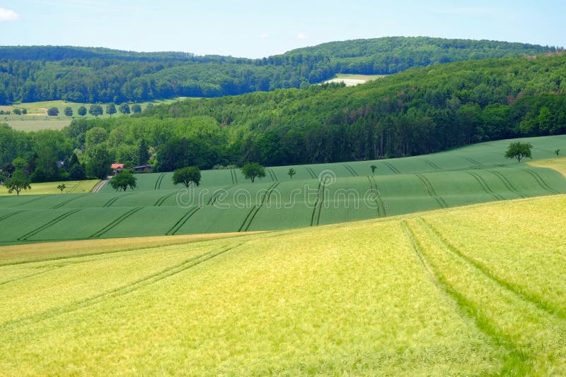 View on the Agricultural Fields with Grain in Germany Stock Image ...