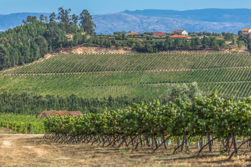 View of Agricultural Fields with Vineyards, Typically Mediterranean ...