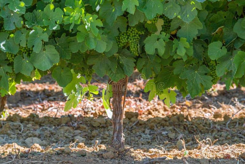 View of Agricultural Land with Planting of Vines Stock Photo - Image of ...