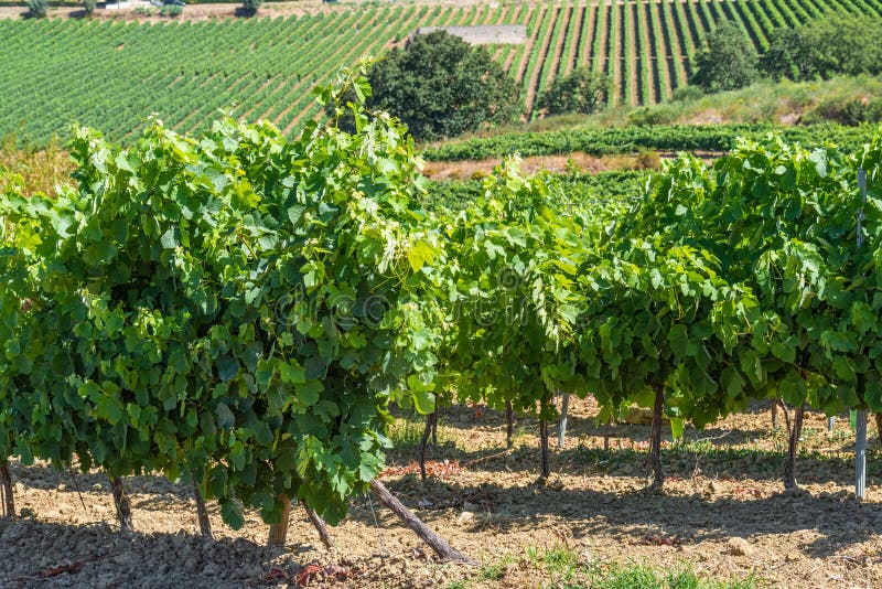 View of Agricultural Land with Planting of Vines Stock Image - Image of ...